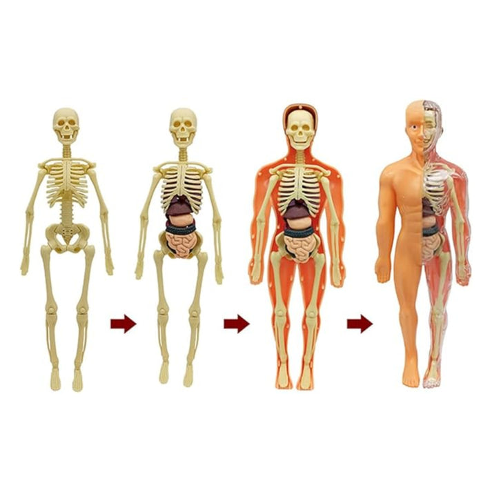 Mini Human Body Explorer Model 3D Interactive Human Body Model For kid ...